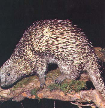 Planeta ConVida: Ouriço Cacheiro