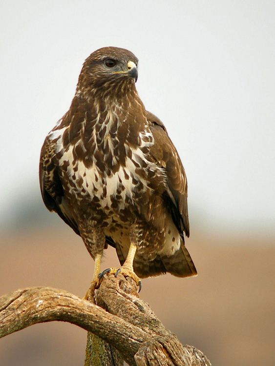 Cuaderno de campo: Ratonero común