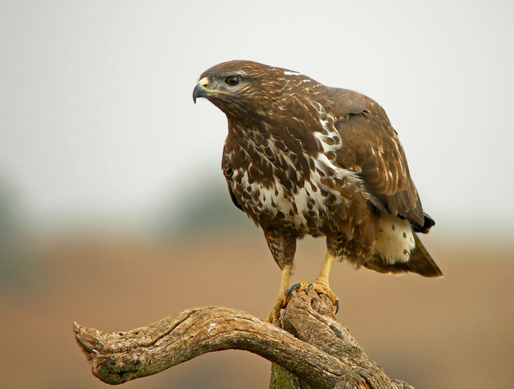 Cuaderno de campo: Ratonero común