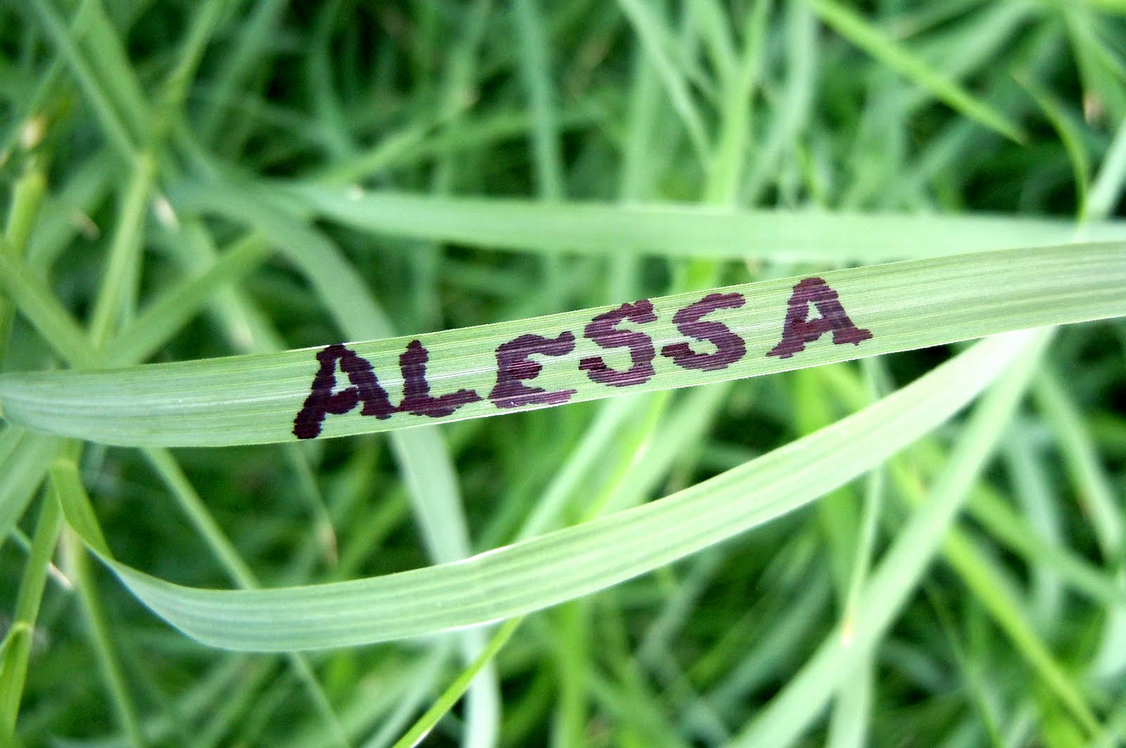 Treasure From My Heart: Alessa's name Gallery