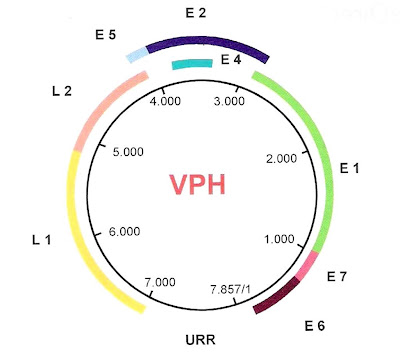 Virus del Papiloma Humano...Actualidades: Genoma del Virus del Papiloma ...