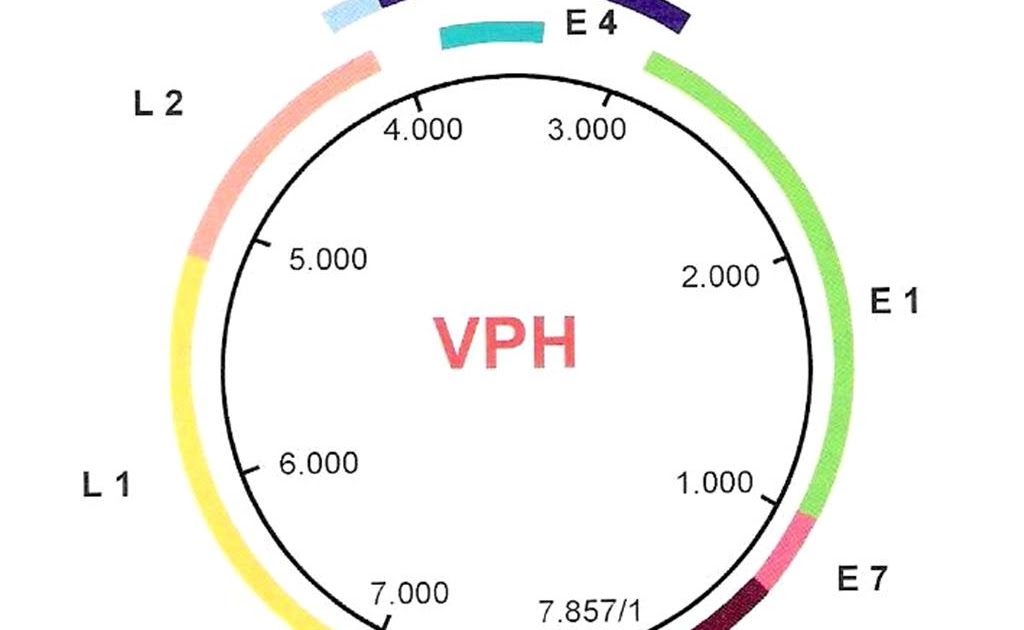 Virus del Papiloma Humano...Actualidades: Genoma del Virus del Papiloma ...