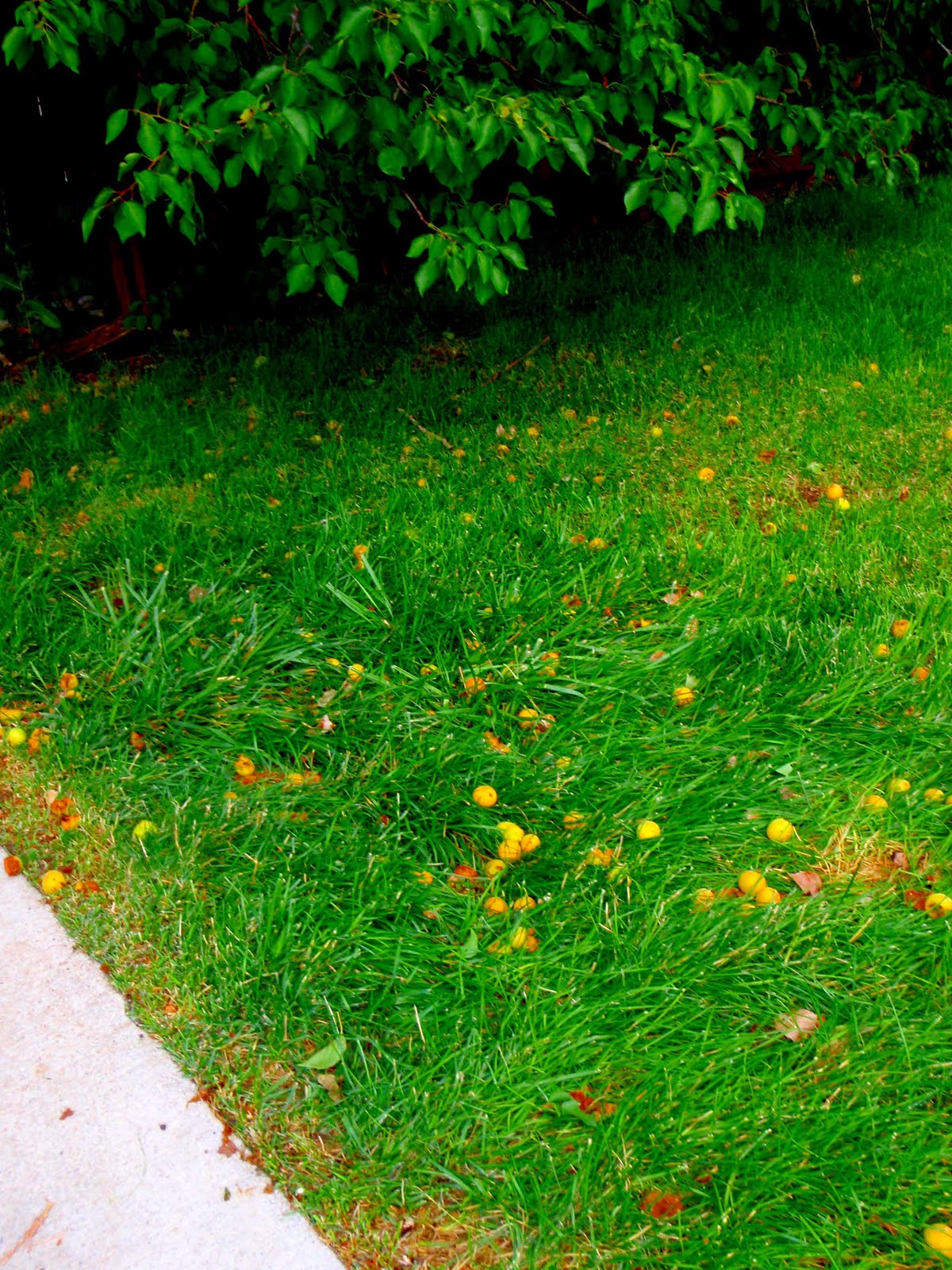 Urban Sidewalk Gleaning - Apricots (Apricot Caper Jam)