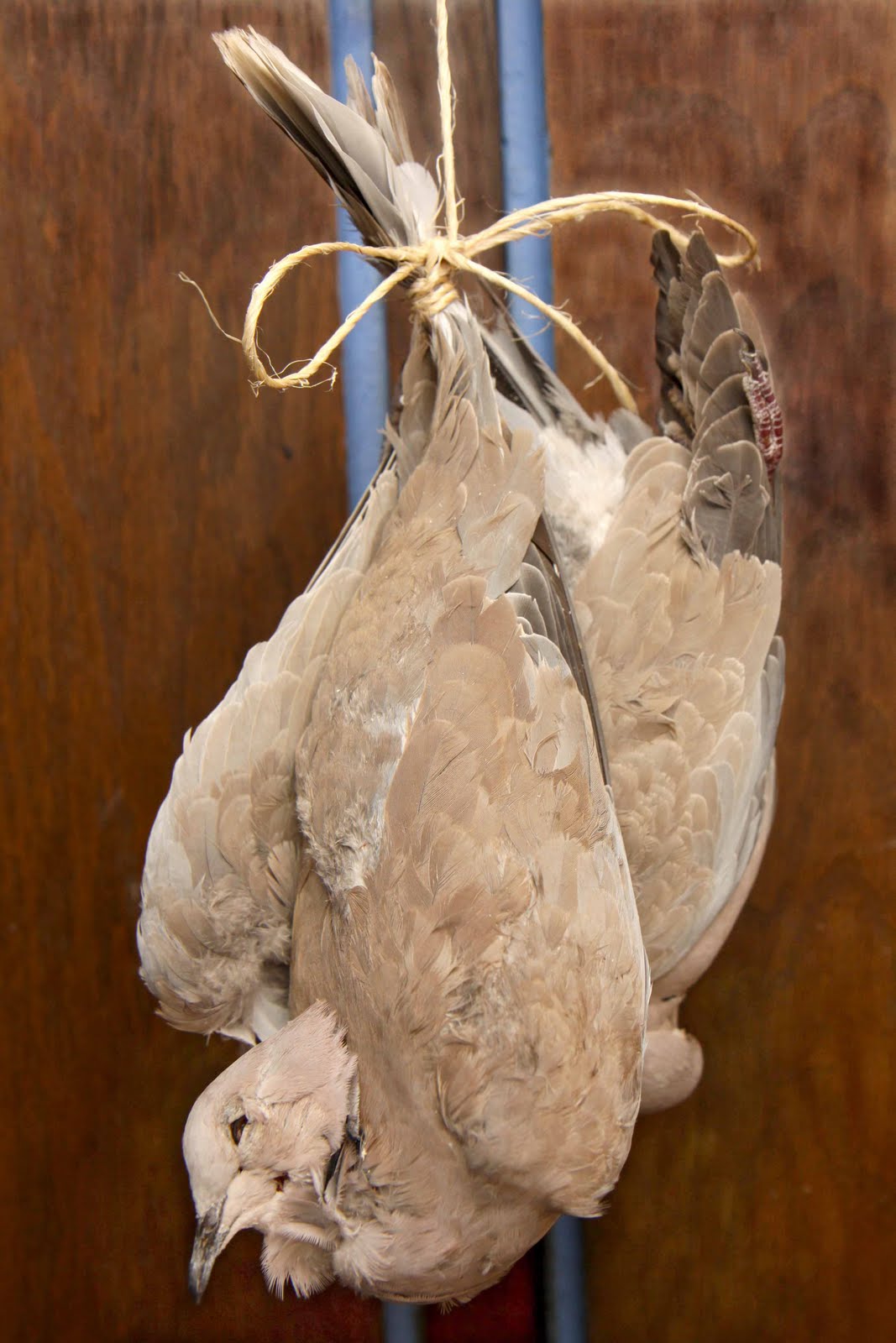 Wild About - Dove (Dove Saltimbocca Bites)