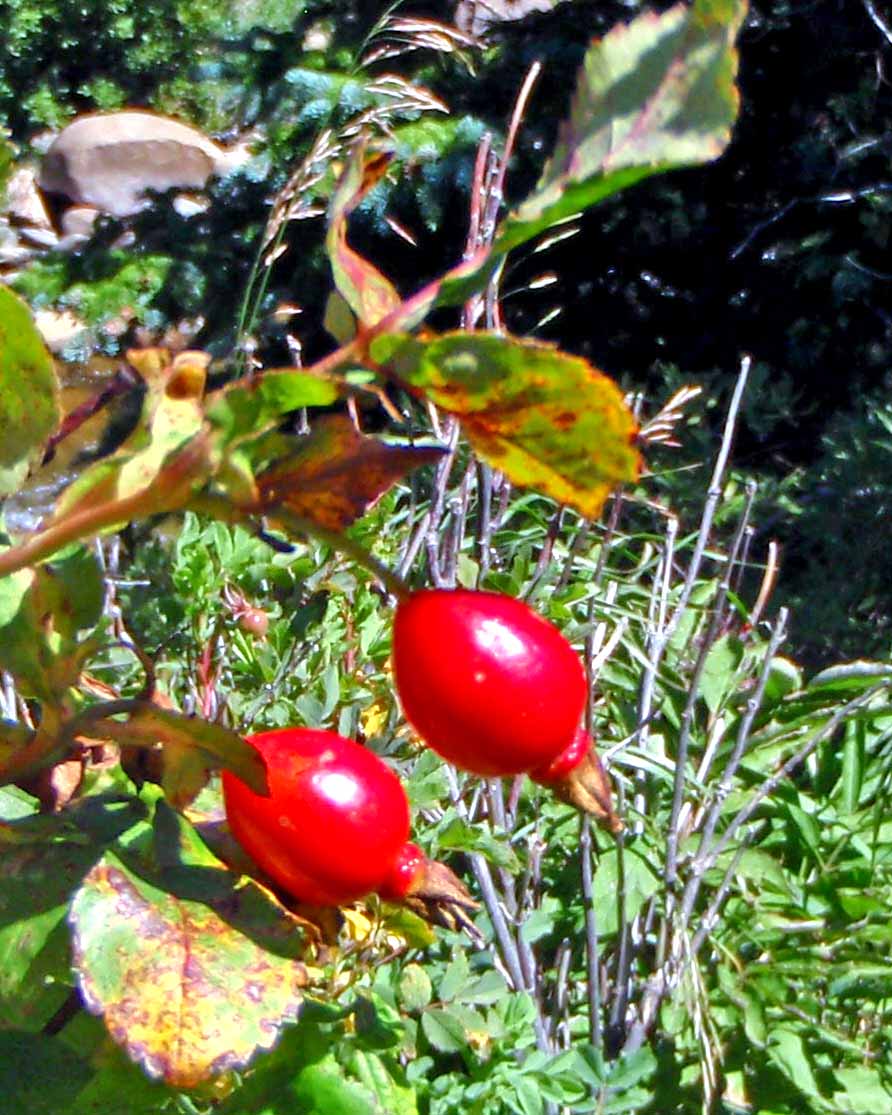 Wild About - Rose Hips (Pork with Sweet and Sour Rose Hip Sauce)