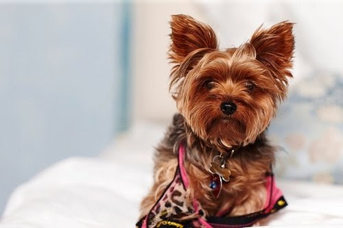 SHOCK!!! KANSAS CITY DOGS ATTACK GRANNY WITH CANCER AND KILL YORKIE!!!
