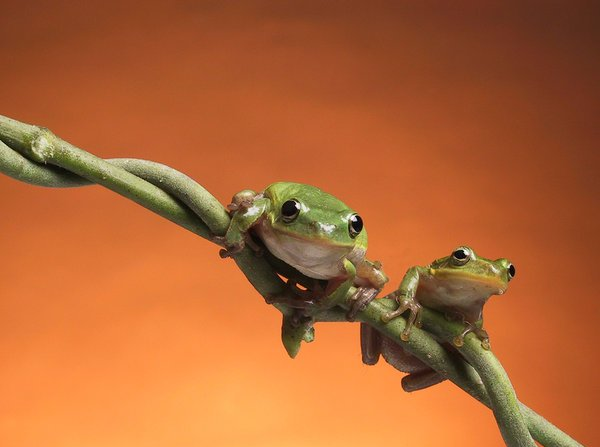 COLOR OF FROG – Real and Rare Photos Of The Day