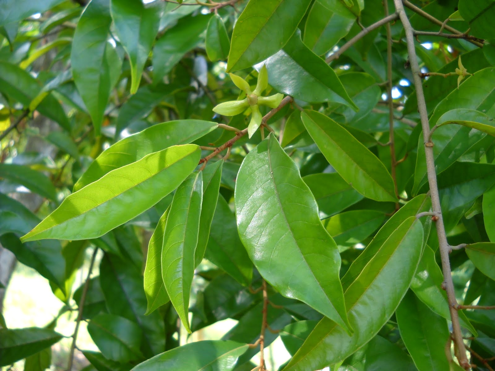 pokokkayu@gmail.com: 2009