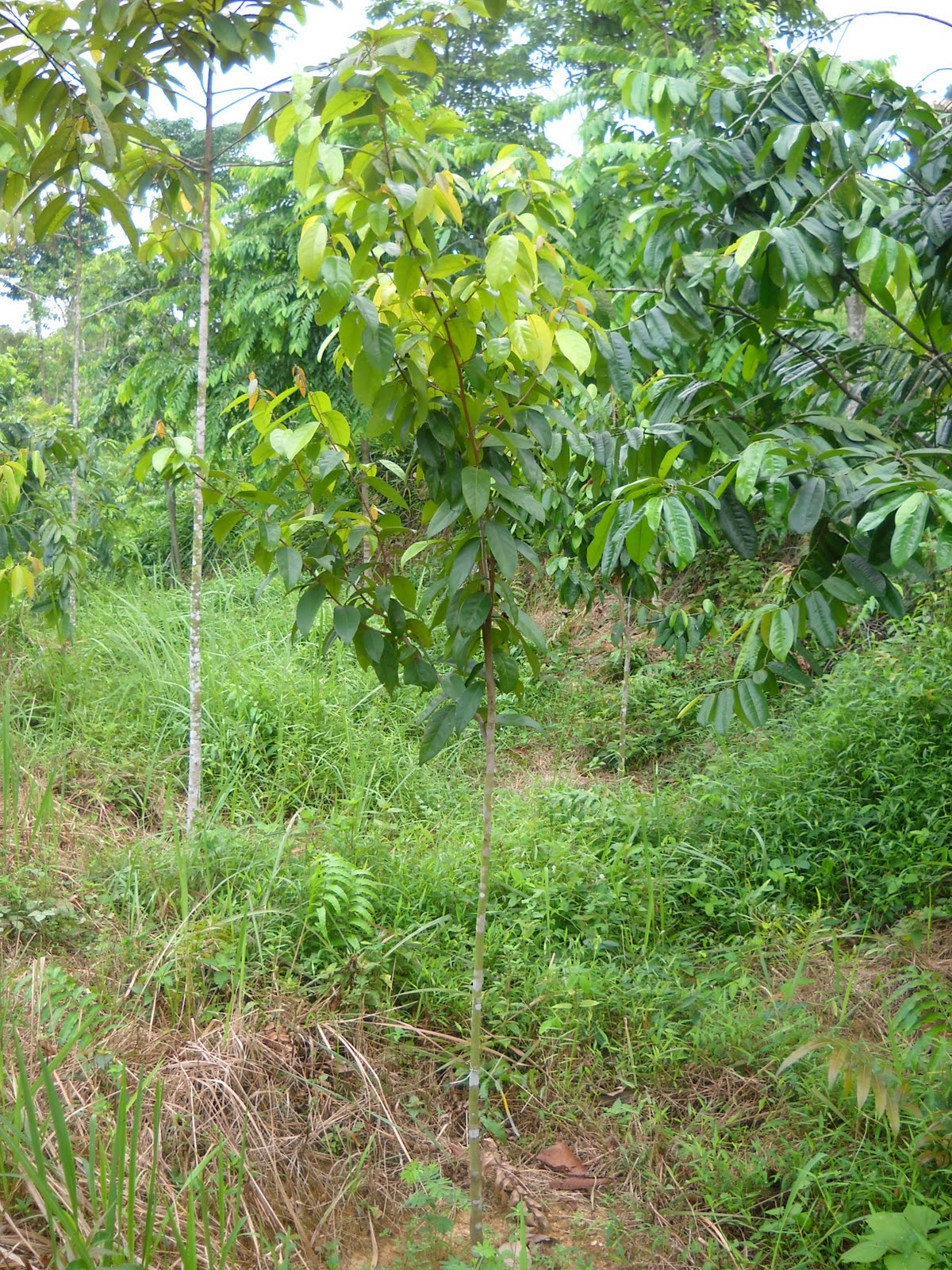 Dipterocarpaceae - JungleKey.fr Image #50