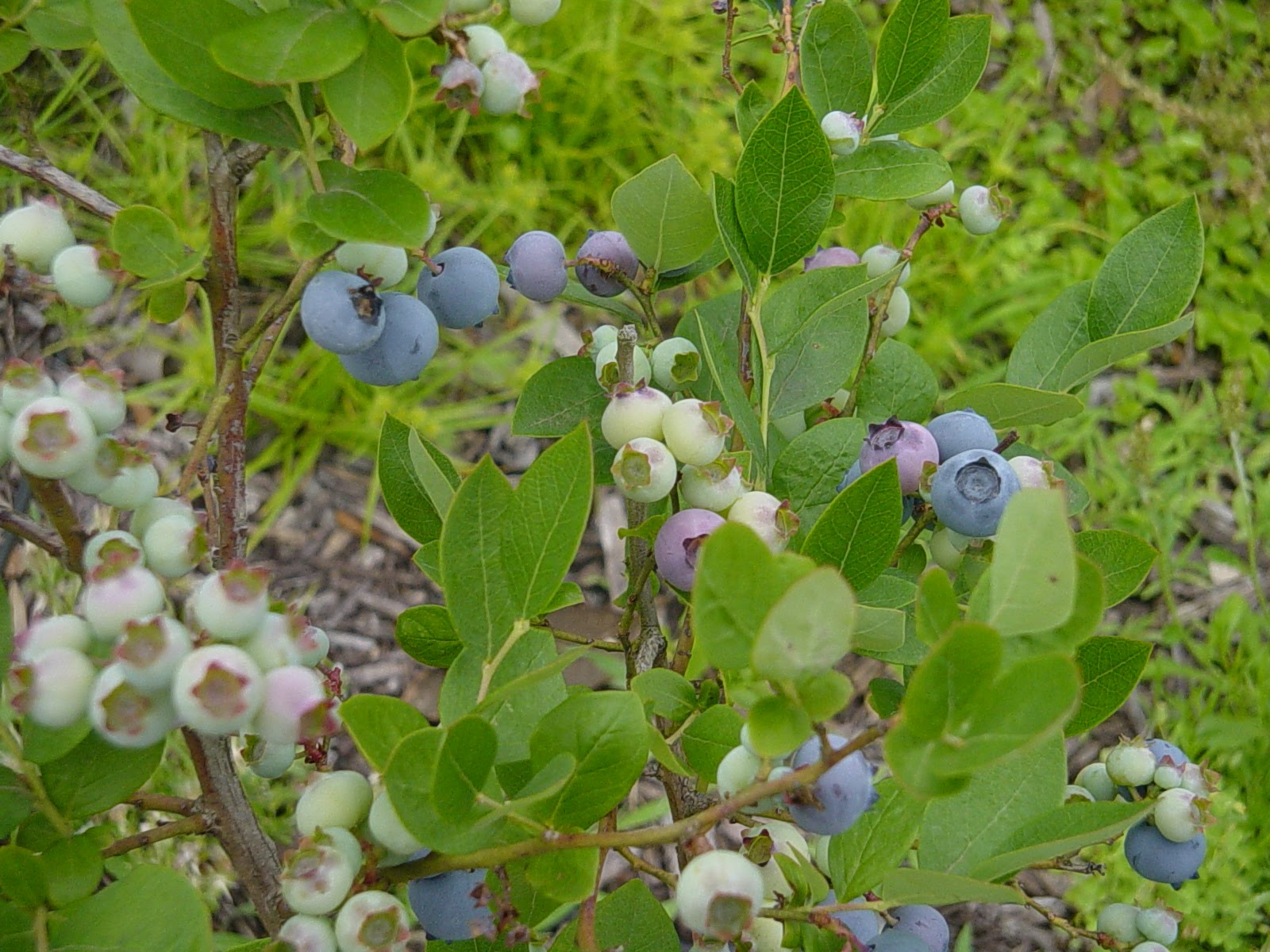 Americus Garden Inn Bed and Breakfast: Pineapple Guava and Blueberries