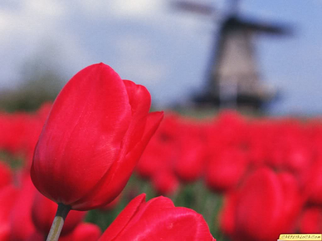 10 Wallpaper Bunga Cantik, Gambar Bunga, Foto Bunga - Planet Wallpapers