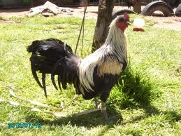 COMO SELECCIONAR GALLOS PARA EL COMBATE