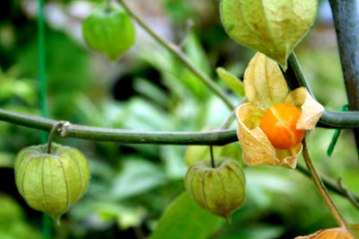 Renato PhotoBlog: Physalis pubescens, Physalis peruvianus