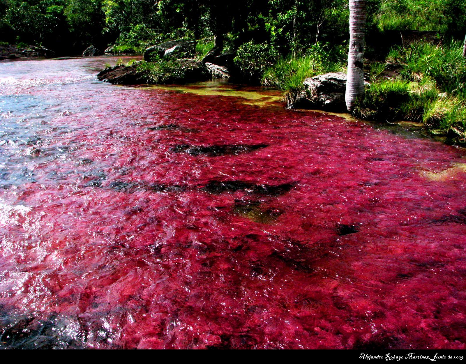 El río de los cinco colores