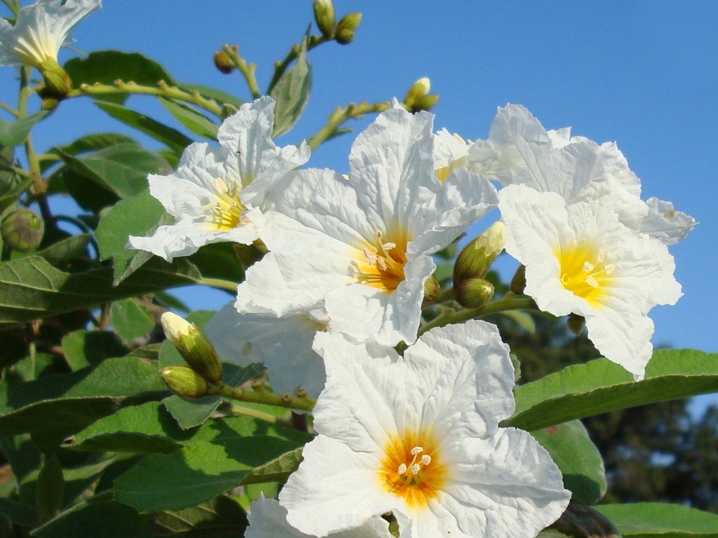 Spring flowers - Ảnh hoa nở mùa xuân | Ảnh Đẹp Các Loài Hoa