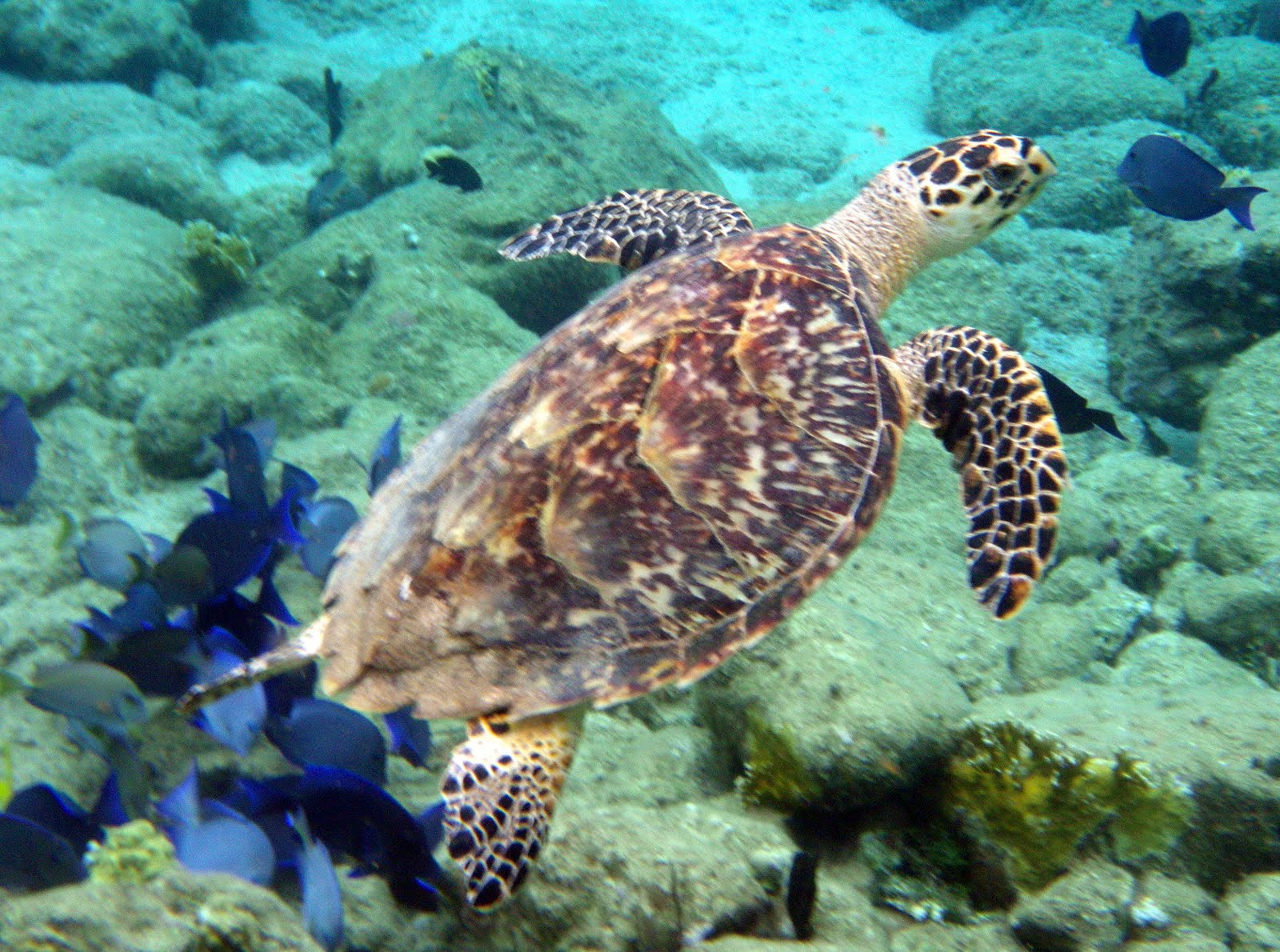 Daily Photos in St. Thomas: British Virgin Islands - Part 2 - The Caves ...