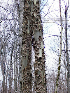 Tree Notes: Sycamore bark