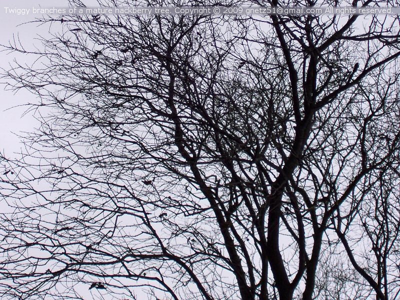 Tree Notes: Hackberry in winter