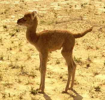 Back of the Cereal Box: Some Hybrid Animal Math