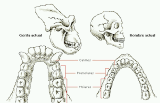 Darwin Today: las pricipales diferencias entre un simio y un humano