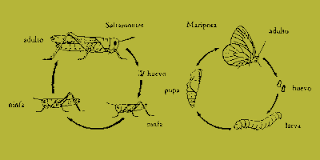 los insectos: La vida de los insectos
