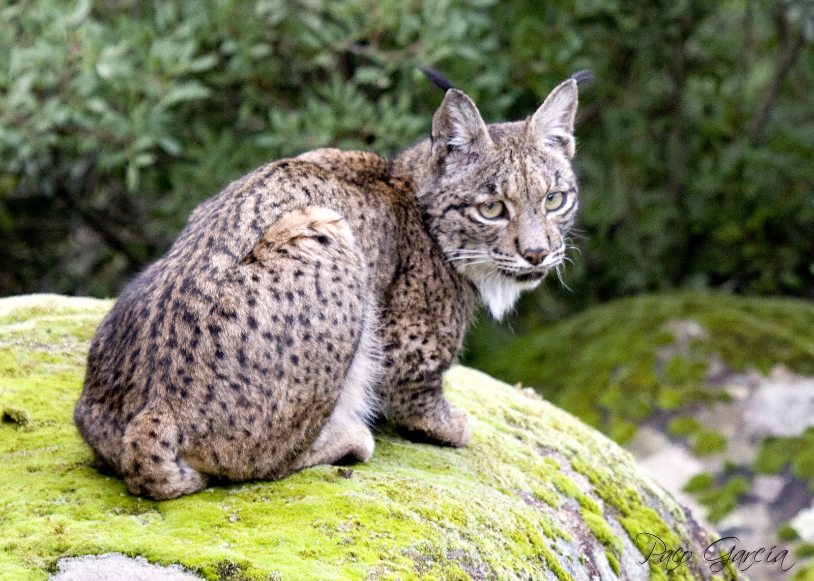 De linces y nacimientos | Biosionarios