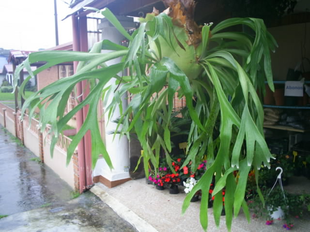 MANTENIMIENTO Y DISEÑO DE JARDINES: Cacho de Venado Planta Epifita