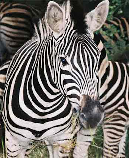 pendidikan seni visual: Jalinan