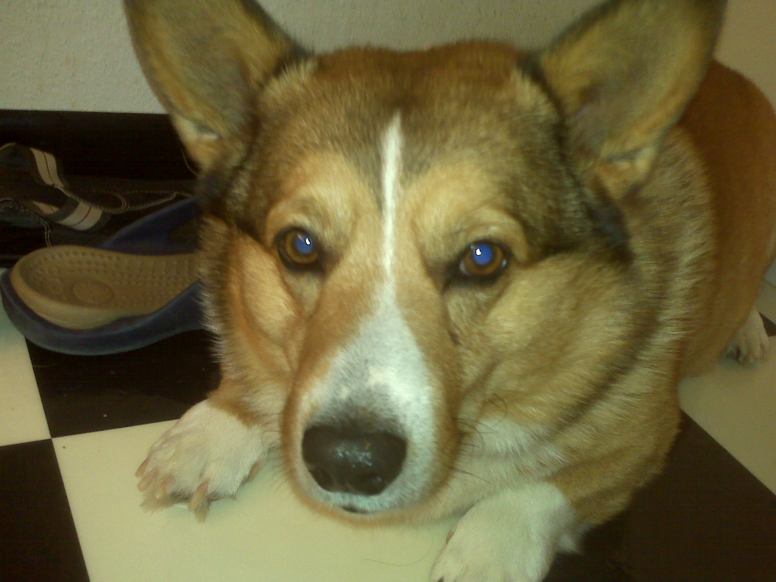 Adventures of a Blind Dog in a Big World: Ein: The Legendary Corgi