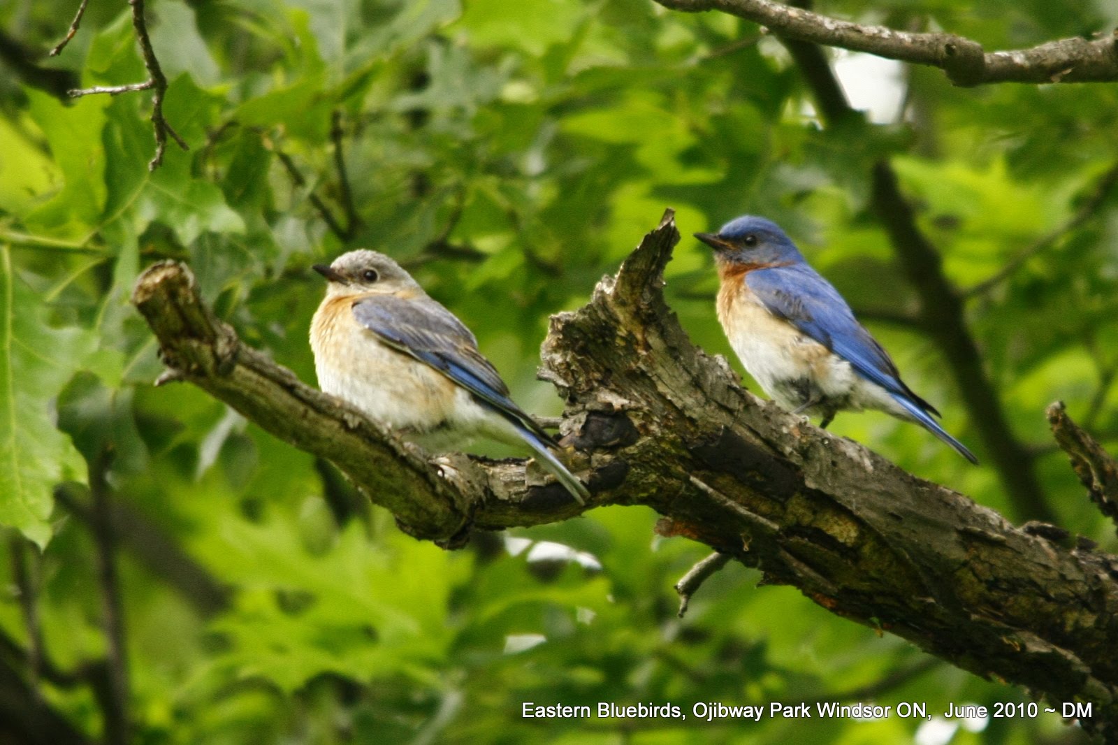 Nerdy for Birdy: Eastern Bluebirds ... Nesting at Ojibway