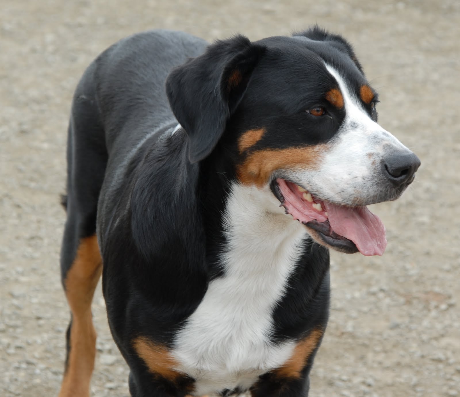 Foodie-bia: Swiss Mountain Dog Day