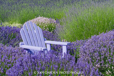 Lavender Daze, Purple Haze