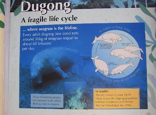 Coastal Art-Maggi: Dugongs at Burrum Heads