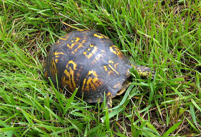 A Turtle! & Fragrant Jasmine Rice - The Spiced Life