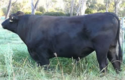 Lembu Wagyu: Pengkomersialan Lembu Wagyu...