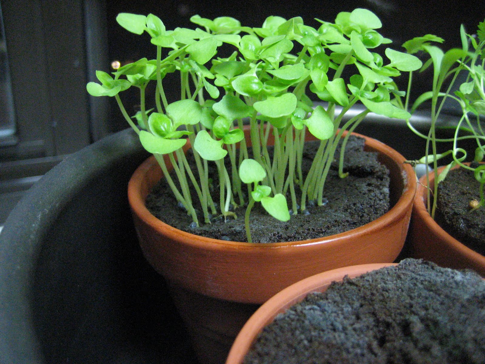 The Printed Thought: Chia Pet, Apt. Garden