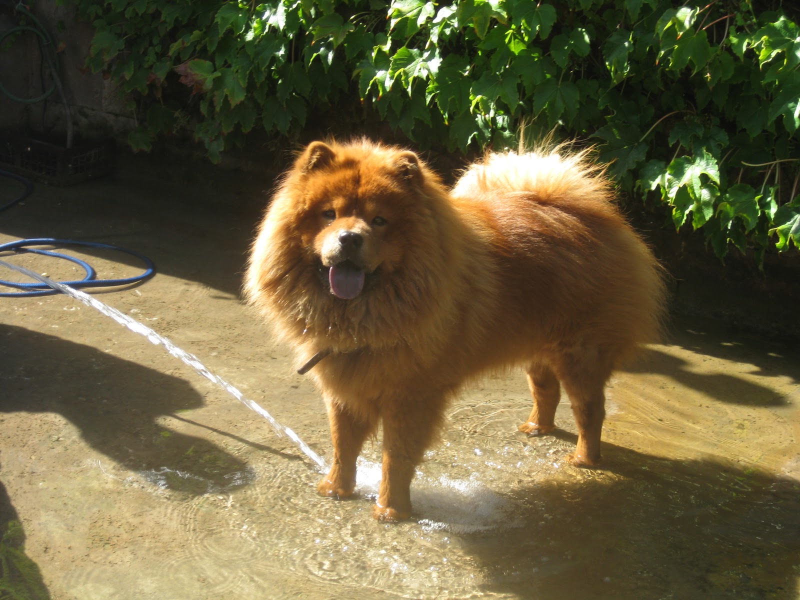 Us Vs. Chile: Puppy Pic of the Day