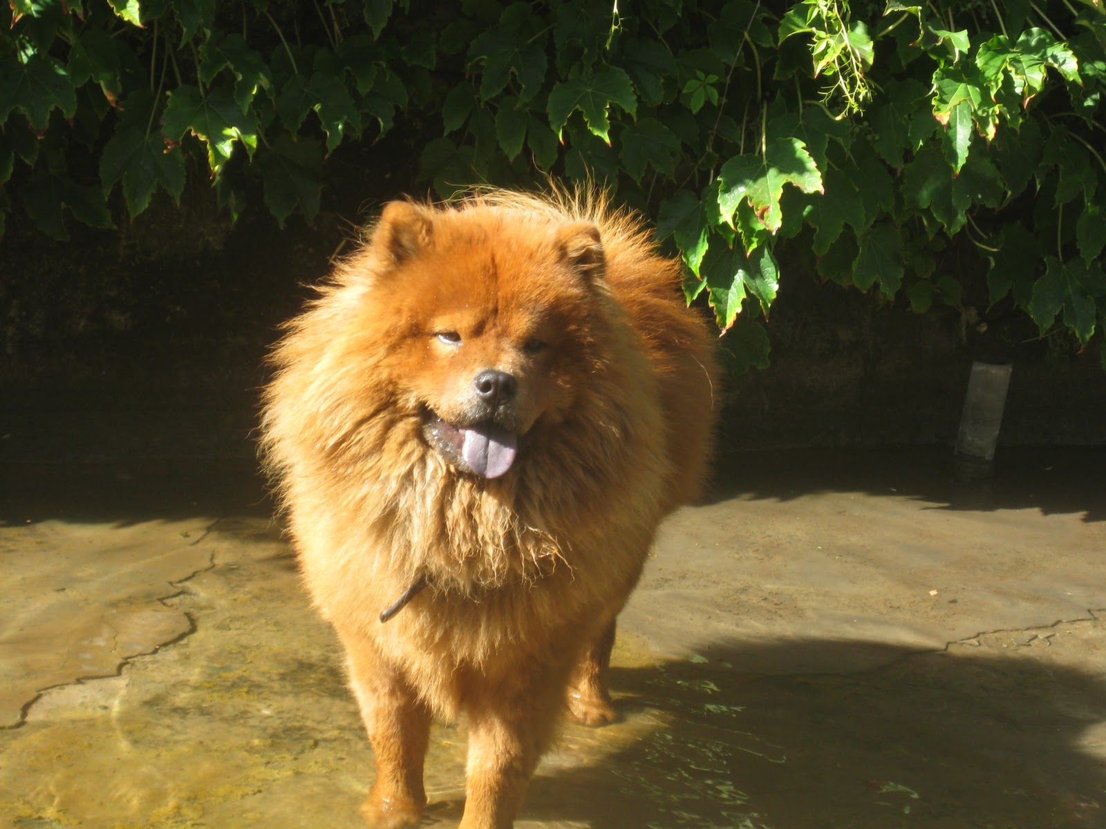 Us Vs. Chile: Puppy Pic of the Day