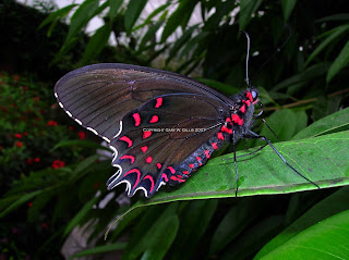 The Unseen Universe: Butterflies of the World.