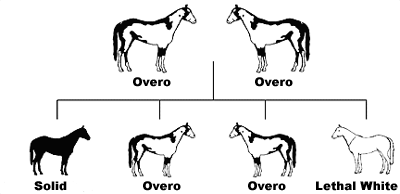 Live Laugh Ride: Lethal White Syndrome