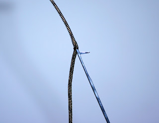 Smart Carping Blog - Coaching Online: HOW TO: Splice lead core