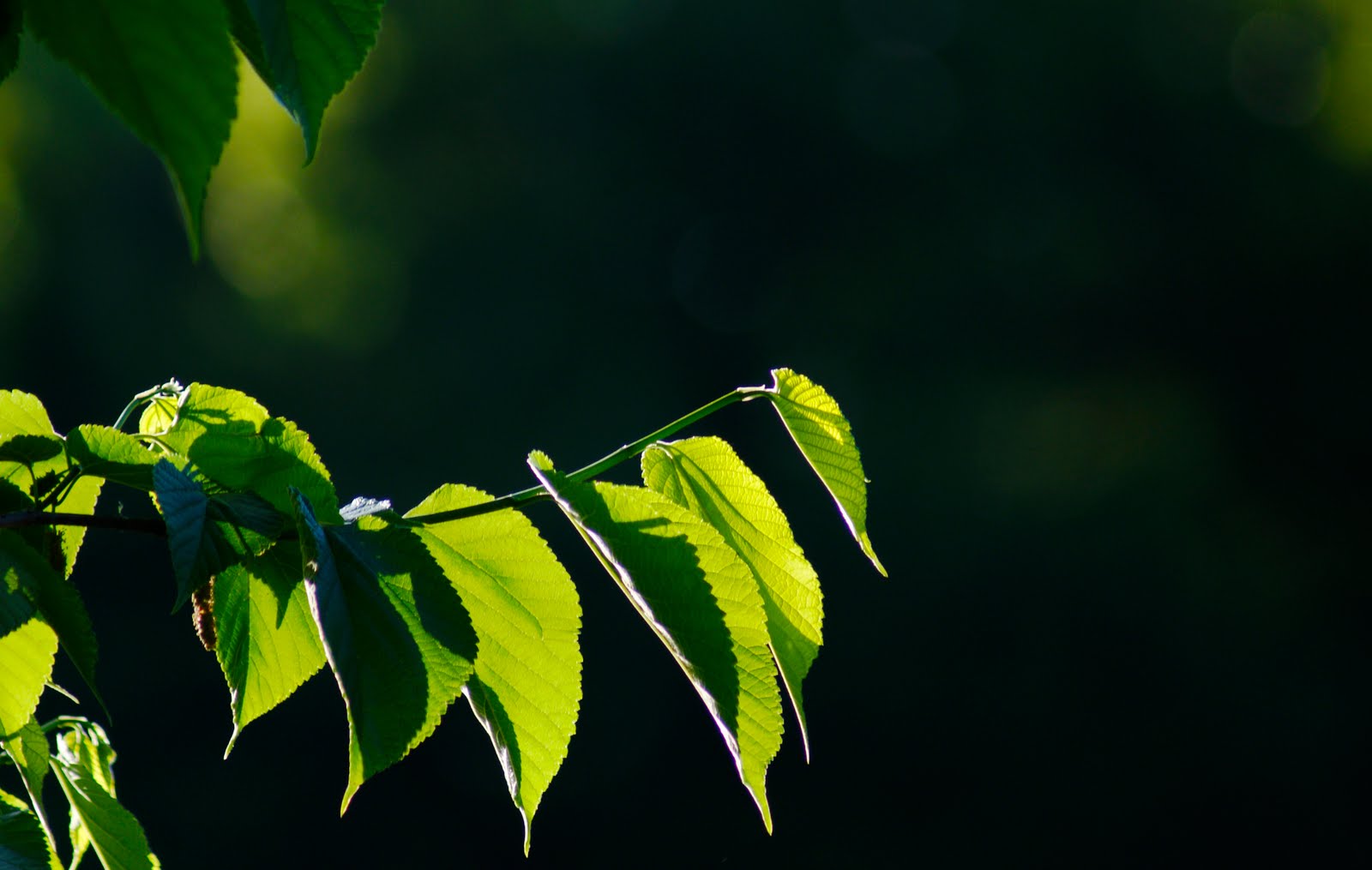 Jessica Cook Photography: April 2010