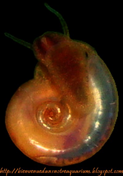 Bienvenue dans notre aquarium!: Planorbe ... planorbes?