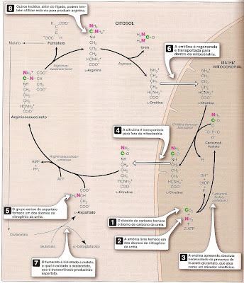 Aprender Medicina: Metabolismo dos aminoácidos (2)