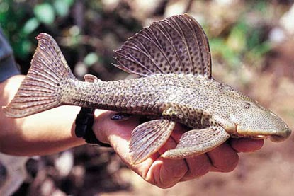 RECETAS RICAS DE LA SELVA UCAYALINA (PERÚ): VALOR NUTRICIONAL DE LA ...