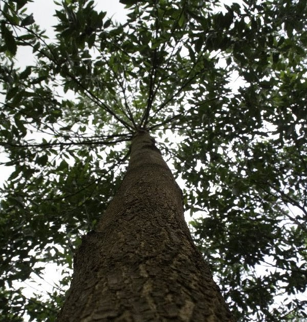 Investing in Tropical Trees: Acacia mangium - an investor's miracle tree!