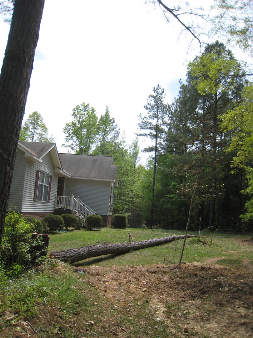 World of Karen: Tree update