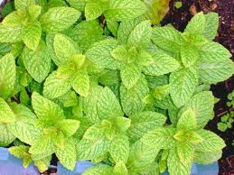 GERAGNATURAL: HIERVA BUENA, PROPIEDADES Y ALGO MÁS