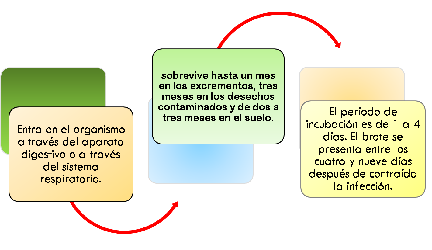 Tattis and the world of animals-zootecnia: Cólera aviar!