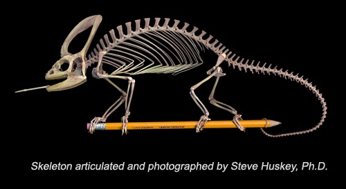 Chameleon World: Chameleon's anatomy 101A (Veiled)